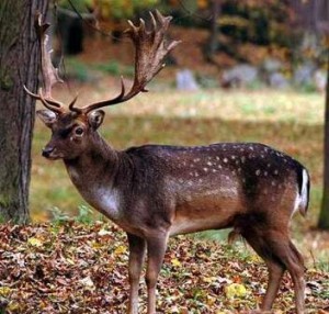 Gamo común o europeo (Dama dama) » VENADOPEDIA